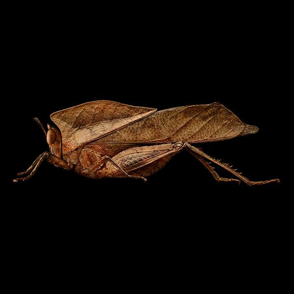 Microsculpture | Microsculpture